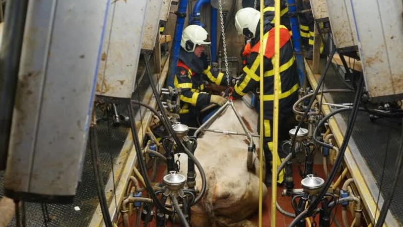 Koe valt in melkput op boerderij in Zelhem