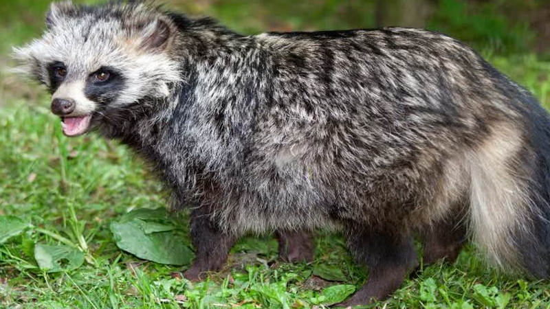 Wasbeerhondenfamilie gespot in Hummelo