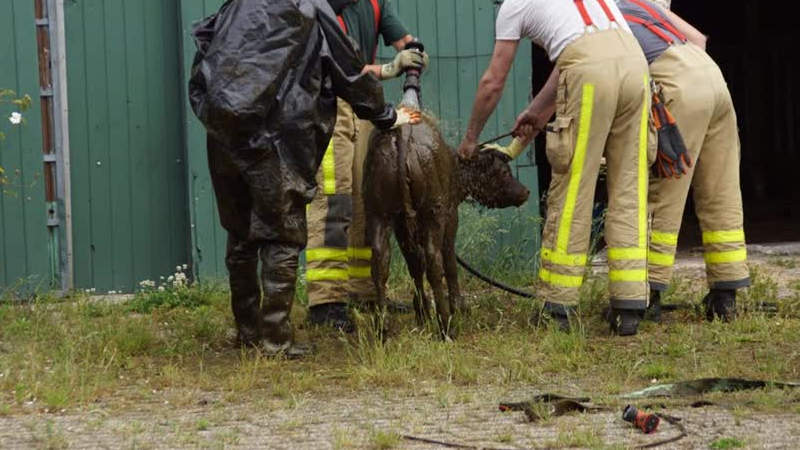 Brandweer bevrijdt kalf uit gierkelder Aalten