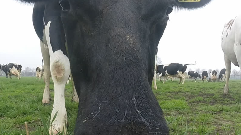 Koeien in de Achterhoek dansen de wei in